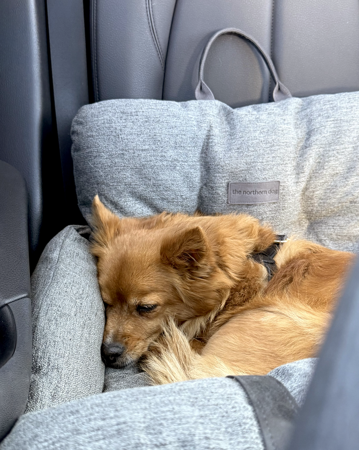 Nomad Pet Car Seat – The Northern Dog